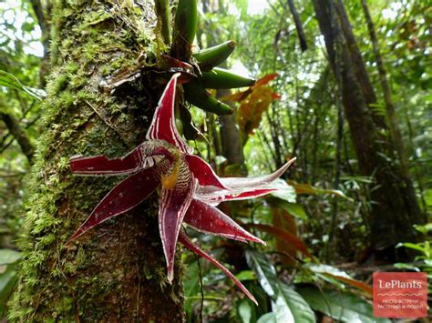 Пафиния гребенчатая (Paphinia cristata) — описание, выращивание, фото ...