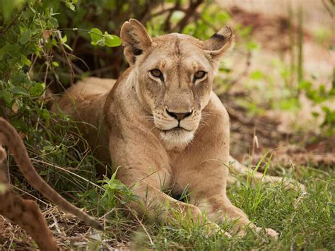 Lion | Species | WWF