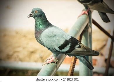 Pigion Bird Stock Photo 241827301 | Shutterstock