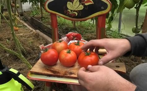 Томат Хлыновский - характеристика и описание сорта, фото, урожайность ...