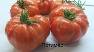 Фотогалерея | Семена редких сортов томатов