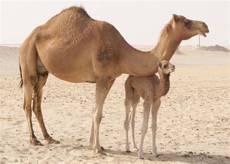 Camel HD Wallpapers - Top Free Camel HD Backgrounds - WallpaperAccess