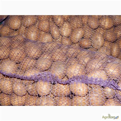 Продам посадочную картошку, Херсонская обл., Картофель — Agrotorg
