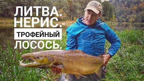 Ловля лосося в Литве v2.0. Нерис. Трофейный лосось. Lašiša Neris ...