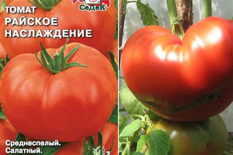 Томат Райское наслаждение: характеристика и описание сорта, фото ...