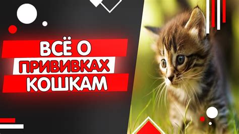 Прививки кошкам и котятам какие нужно и когда делать - YouTube