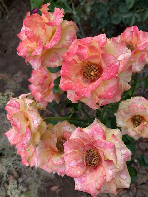 Цветной цветок. Color flower. | Цветной цветок. Color flower… | Flickr