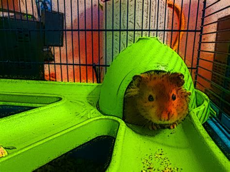 Hamster Free Stock Photo - Public Domain Pictures