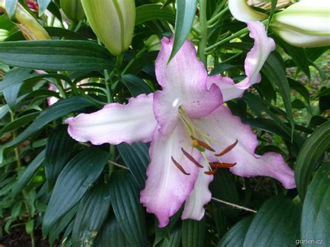 Forum / Obrázek : Lilie Brasilia | Garten.cz