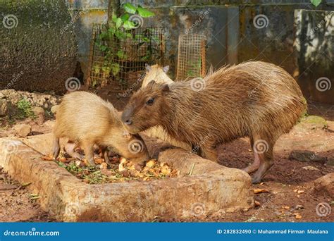 Capybara - Kapibara (Hydrochoerus Hydrochaeris ), The Largest Living ...