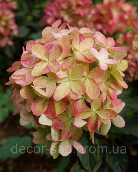 Гортензия метельчатая Граффити / Hydrangea paniculata 'Graffiti'