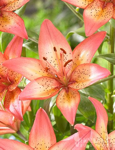 Trogon Asiatic Lily in 2022 | Asiatic lilies, Different types of ...