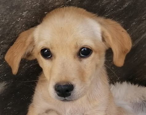 Lilli - Tierschutzverein Hands4Animals e.V.