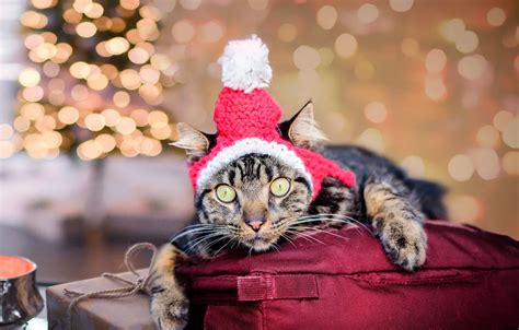 Новогодние котики. Зимние котики. Кот. Подарок. Новый Год ...