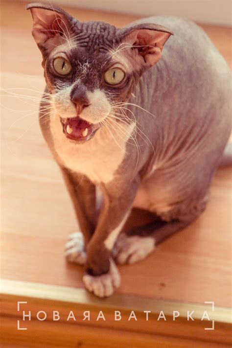 Котомодель