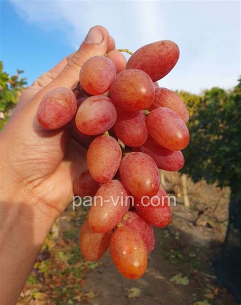 Фантазер — pan-vin.com