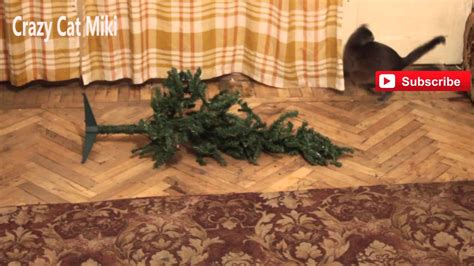 Кот любит конфеты Му му - YouTube