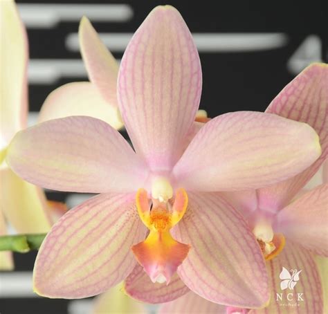 Phal. Sunny 3303 x Stuartians Yellow / Орхидеи