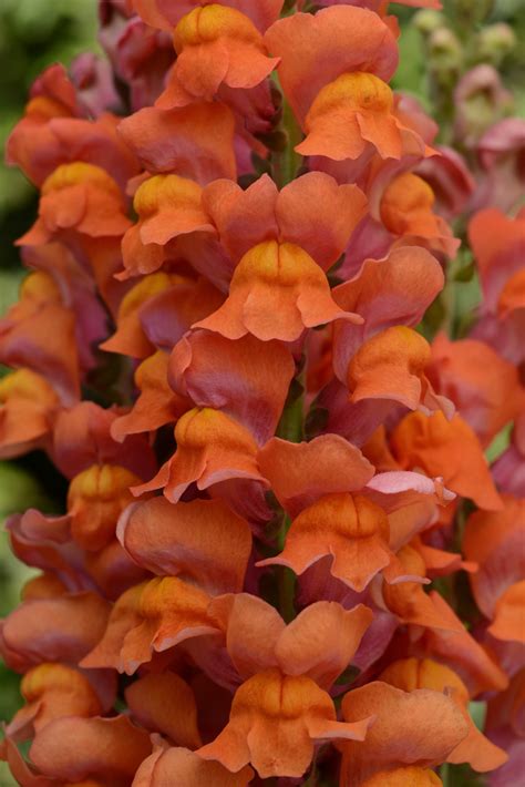 Kvety k rezu: SNAPDRAGON, F1 FORCING, MARYLAND DARK ORANGE, 1000 semien