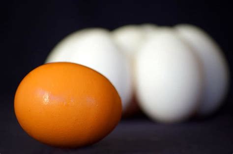 Natural Egg Shampoo Recipe | Organic Beauty Recipes