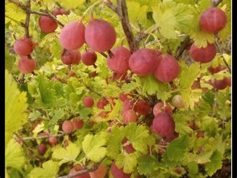 Крыжовник Фридония - поздний бесшипный сорт с красивой вкусной ягодой ...