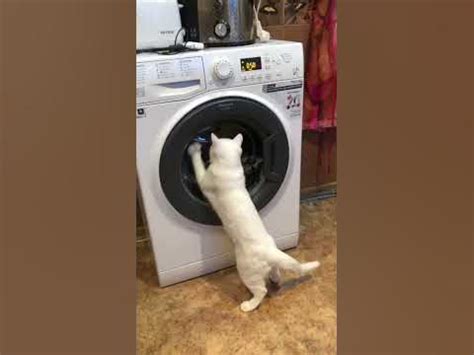 Вращайте барабан котик🤣#котики #коты #кошки #животные #animals смешные ...