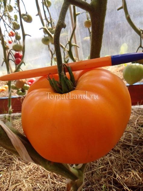 Томат Золотой гигант Нельсона: описание сорта, отзывы, фото | tomatland.ru