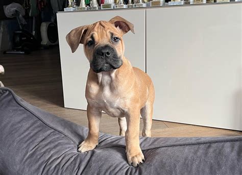 Щенки Кадебо Ideal Dogs Giv