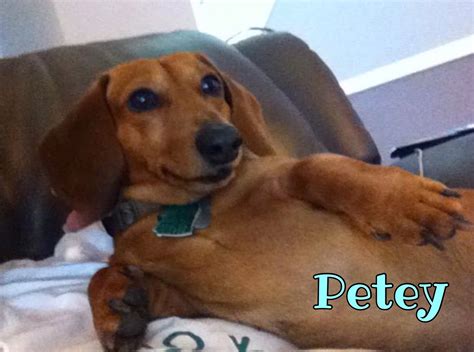 Petey - Heloise