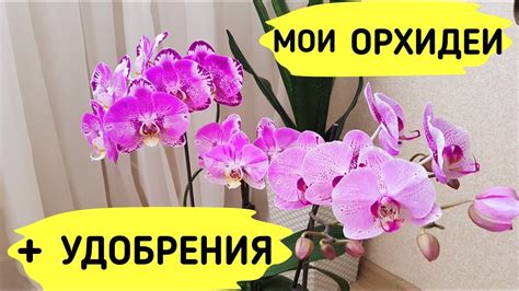 обильное ЦВЕТЕНИЕ моих ОРХИДЕЙ + УДОБРЕНИЕ | цветущие орхидеи удобрения ...