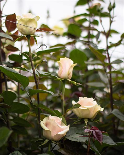 Frutteto - Everbloom Roses