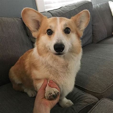 🐕pιnтereѕт: hoooney_🐕 | Cute corgi, Corgi dog, Corgi