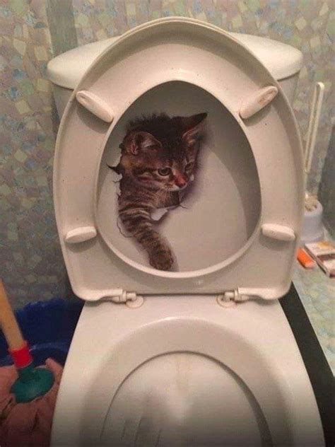 Создать мем "животное, наклейка на унитаз кот, кошка" - Картинки - Meme ...