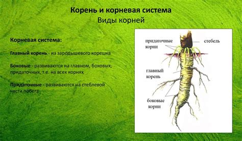 Корень и корневая система - презентация онлайн