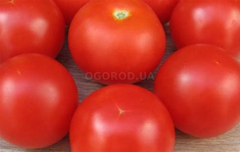 Раннеспелые низкорослые томаты - самые урожайные сорта для теплиц