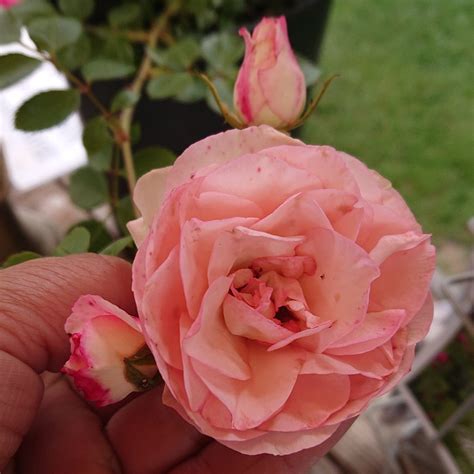 Mini Eden Rose – Karin Schade – Stauden und Rosen