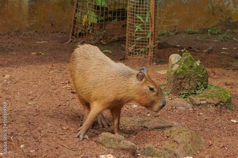Capybara - Kapibara (Hydrochoerus hydrochaeris ), the largest living ...