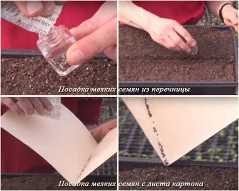 Способы посадки мелких семян