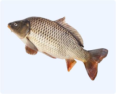Карп для пруда - купить, цена - fish-city