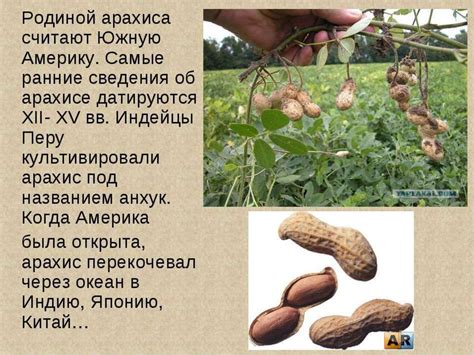 Арахис культурный - презентация онлайн