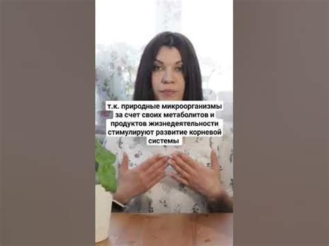 Необходимо высаженную рассаду обработать биопрепаратами Алирин-Б и ...