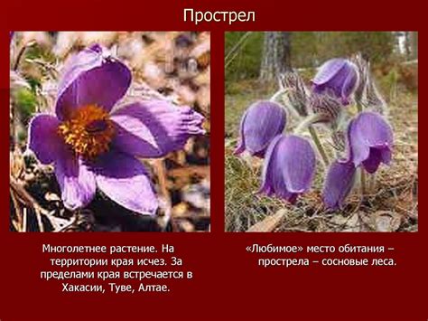 Про растения из Красной книги Красноярского края - презентация онлайн