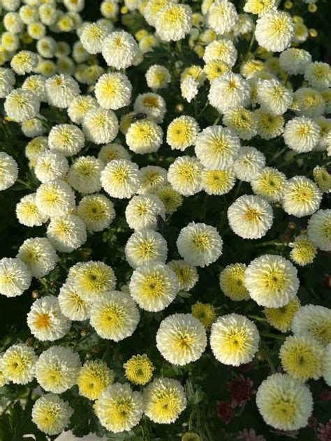 Хризантема мультифлора Brannobless White (0,1л) - Завод ФЛОРА