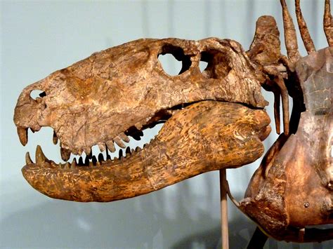 Dimetrodon