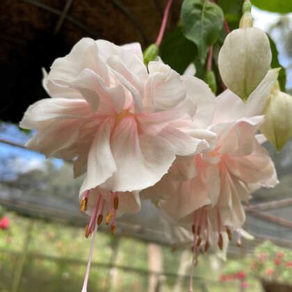 Fuchsia Pink Marshmallow - Garden Express