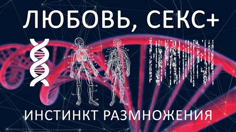Любовь и секс - инстинкт размножения - YouTube