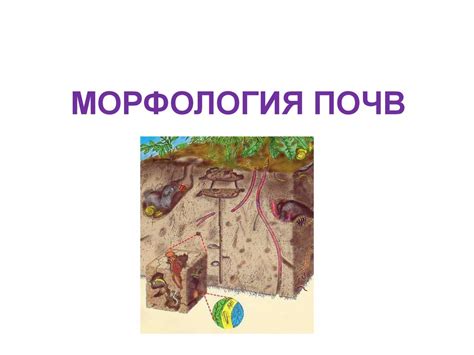 Основы почвоведения. Факторы и процессы почвообразования - презентация ...