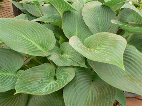 Hosta Halcyon