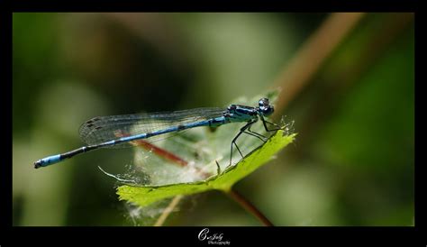 Photo Libellule
