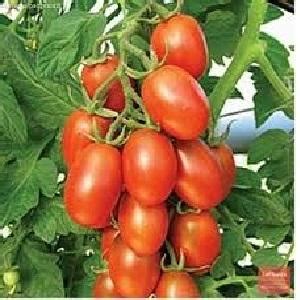 Томат новичок (розовый): описание сорта, фото плодов, отзывы фермеров ...